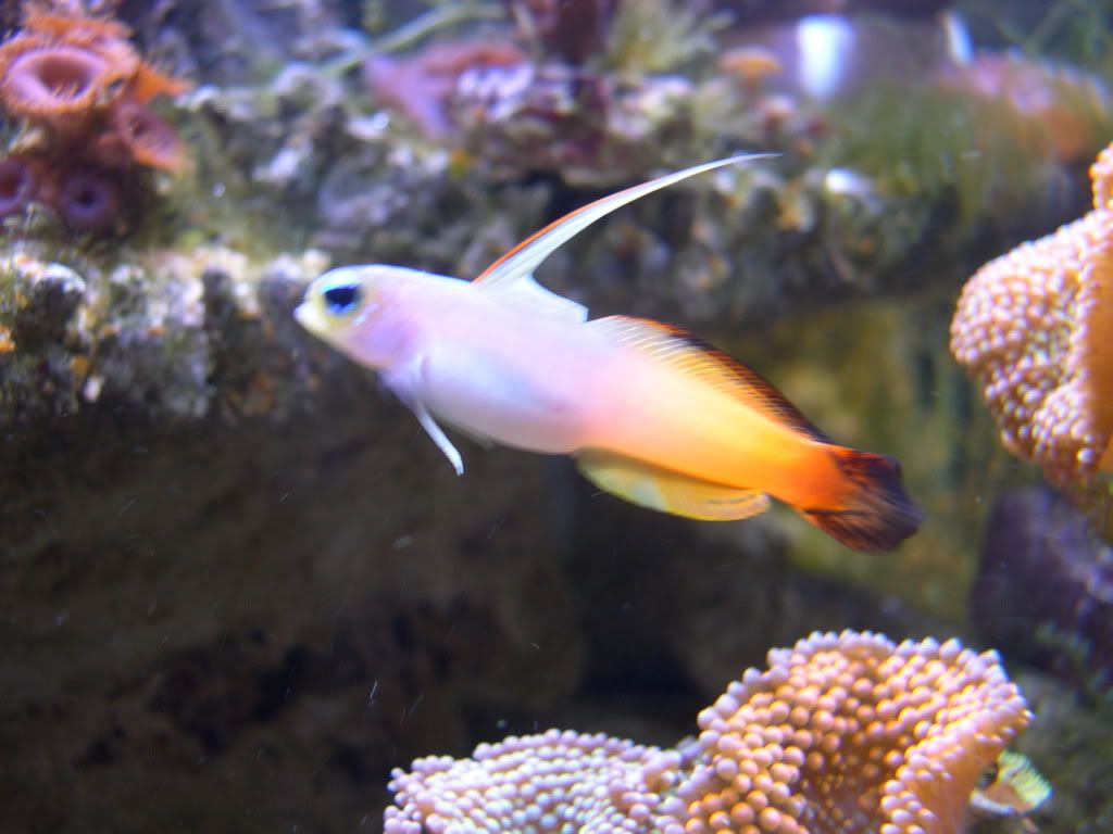 FireFish how to tell if it's with eggs? | Reef2Reef