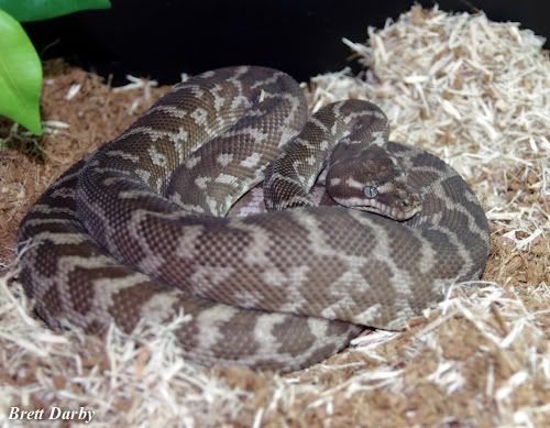 Rough Scaled Python | Aussie Pythons & Snakes Forum