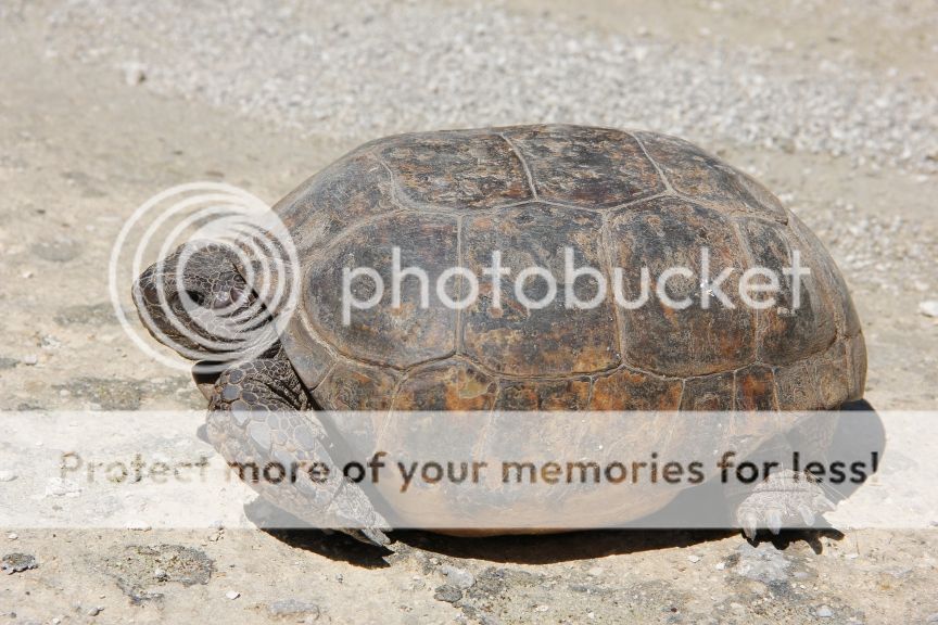 Uplands: The Story - Field Herp Forum