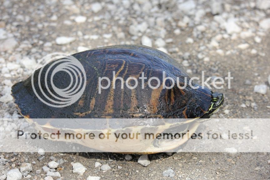 South Florida (repost from SE chapter) - Field Herp Forum