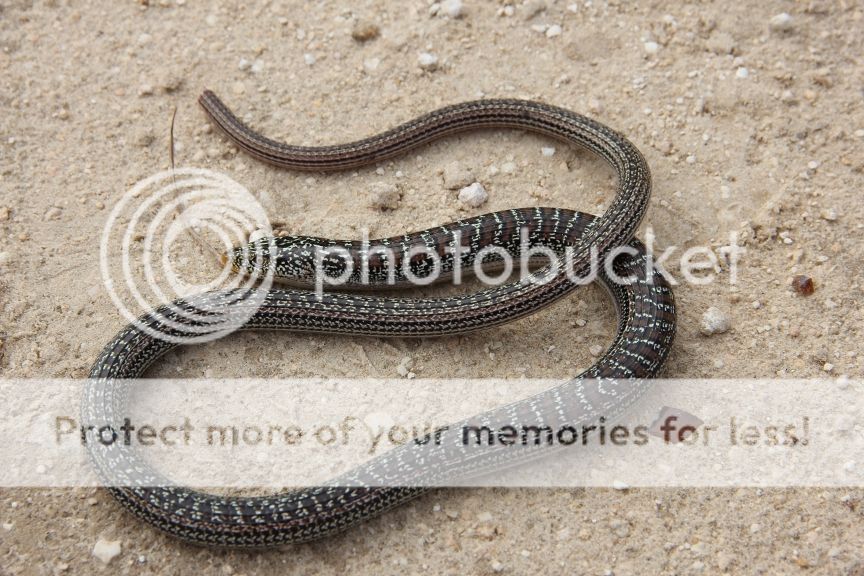 Glass Lizard and another skink ID (I know, I know...) - Field Herp Forum