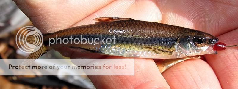 Weed Shiner - and others | roughfish.com