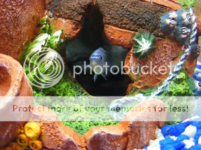 The McCullough's: Max the fish