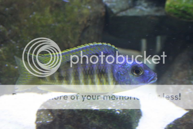 Male Makonde Yellow Black Fin | Cichlid Fish Forum