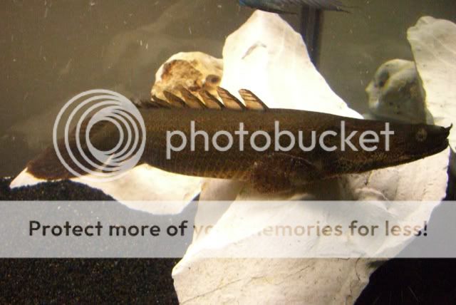 P. Lapradei and P. bichir sp. "Koliba" ... what sets them apart ...