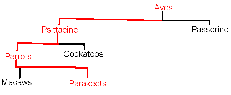 The science of Parrots | Dog Forum